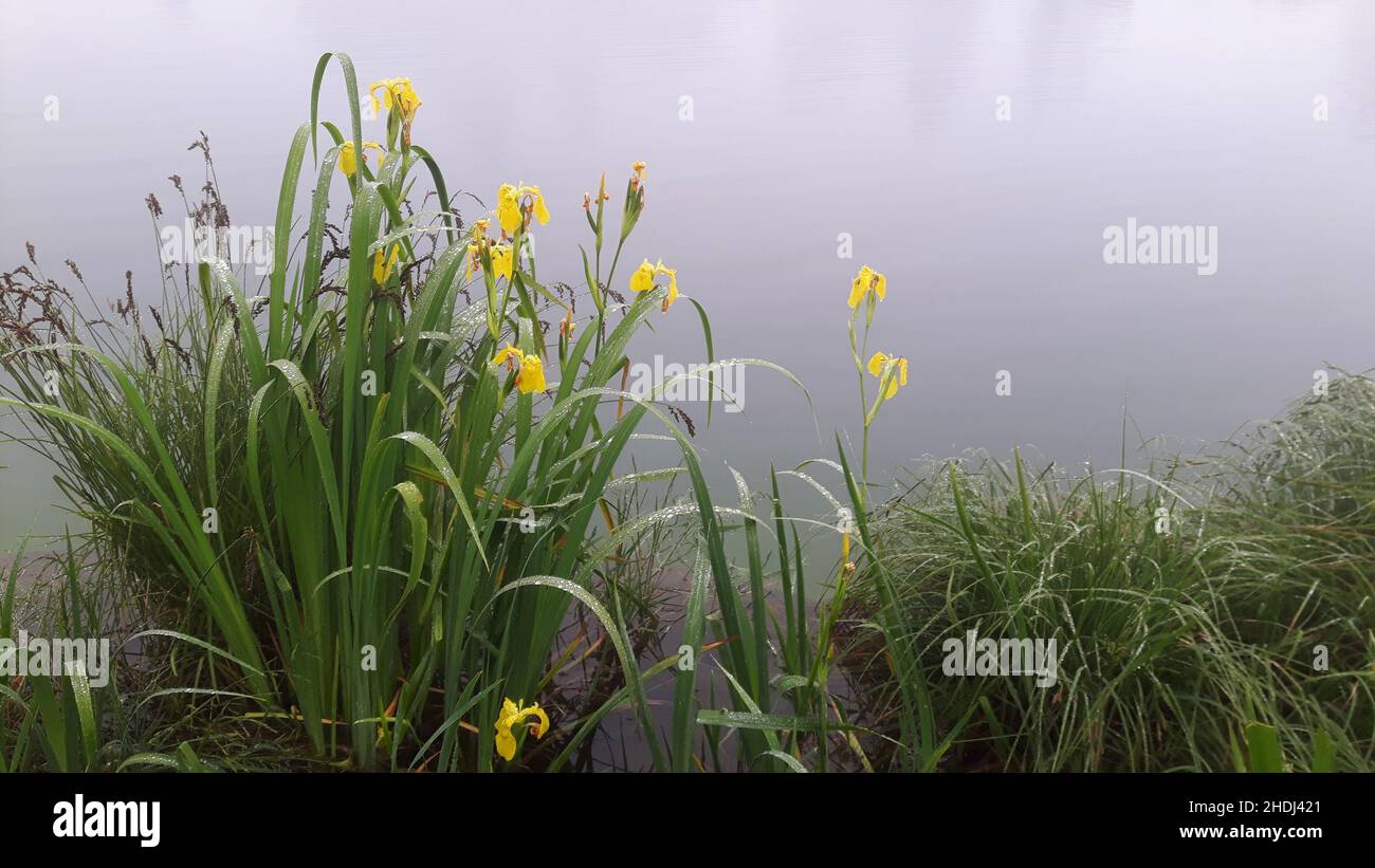 swamp-edged sword lily, swamp-edged sword lilies Stock Photo - Alamy