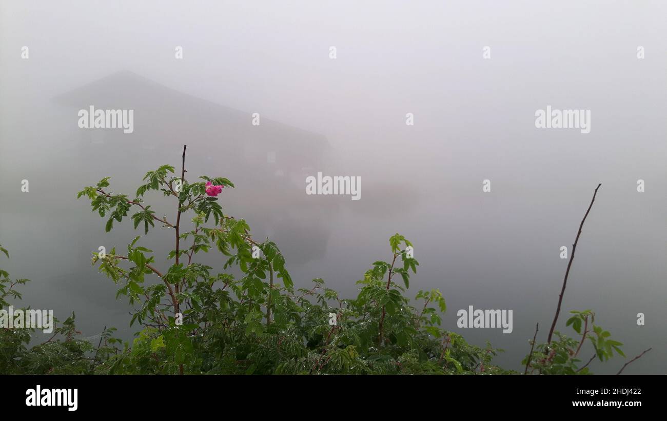lake, fog, rose shrub, lakes, fogs, rose shrubs Stock Photo - Alamy