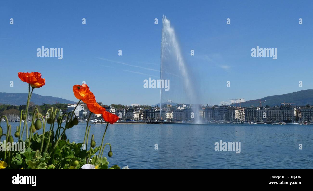fontaine, lake geneva, genf, fontaines, lake genevas, genfs Stock Photo ...