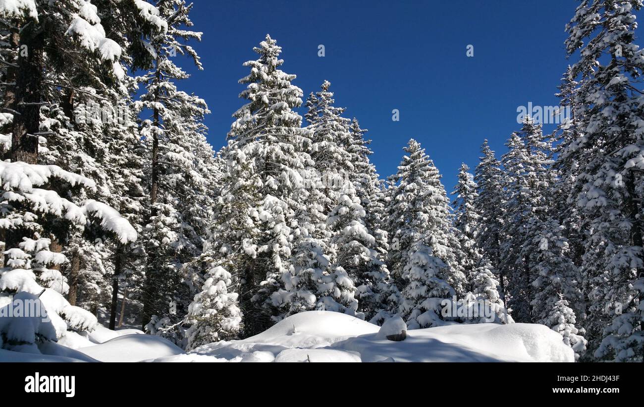 winter, fir, snow, winters, firs, snowy Stock Photo - Alamy