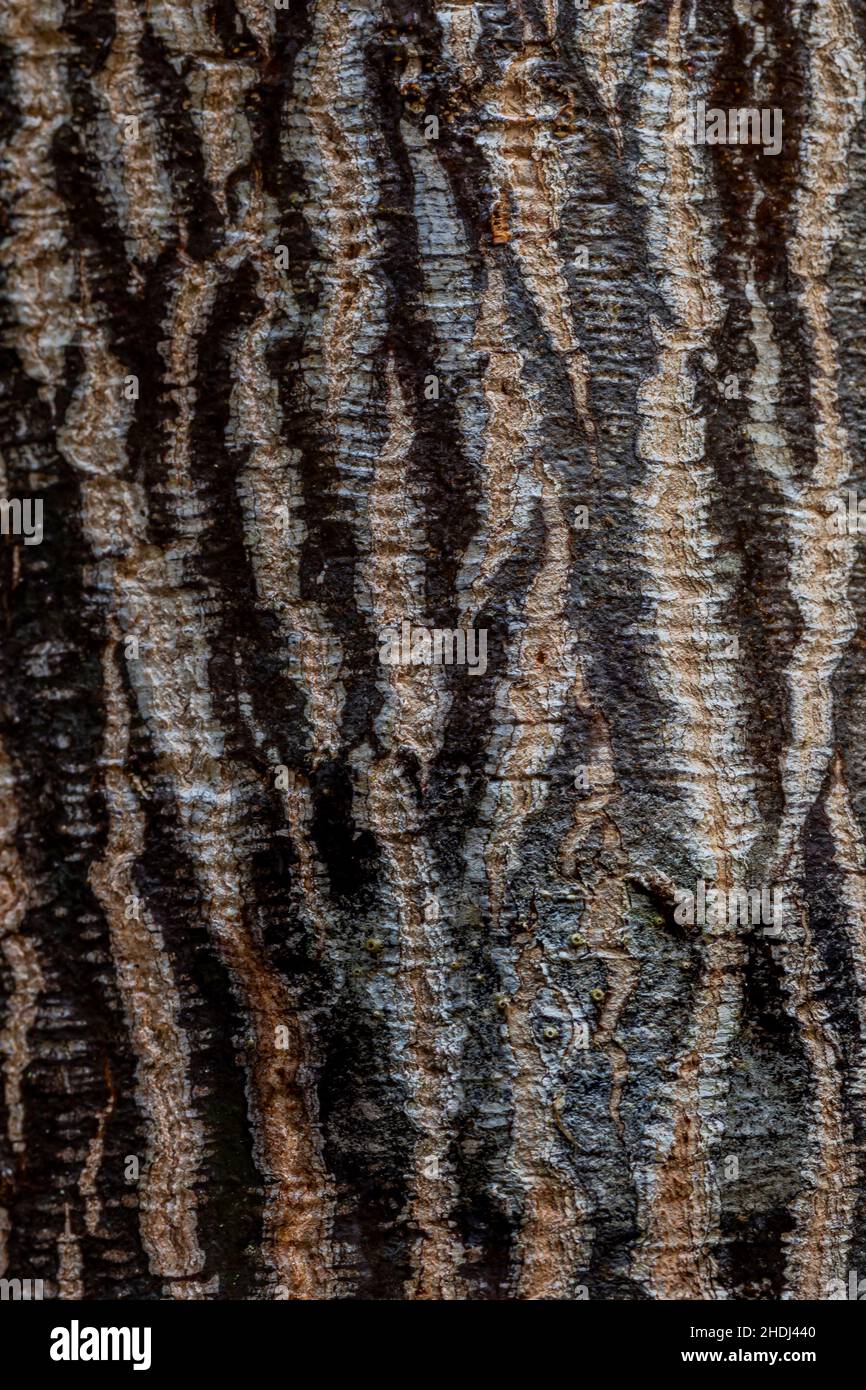 Cascara, Frangula purshiana, bark in Prairie Creek Redwoods State Park ...