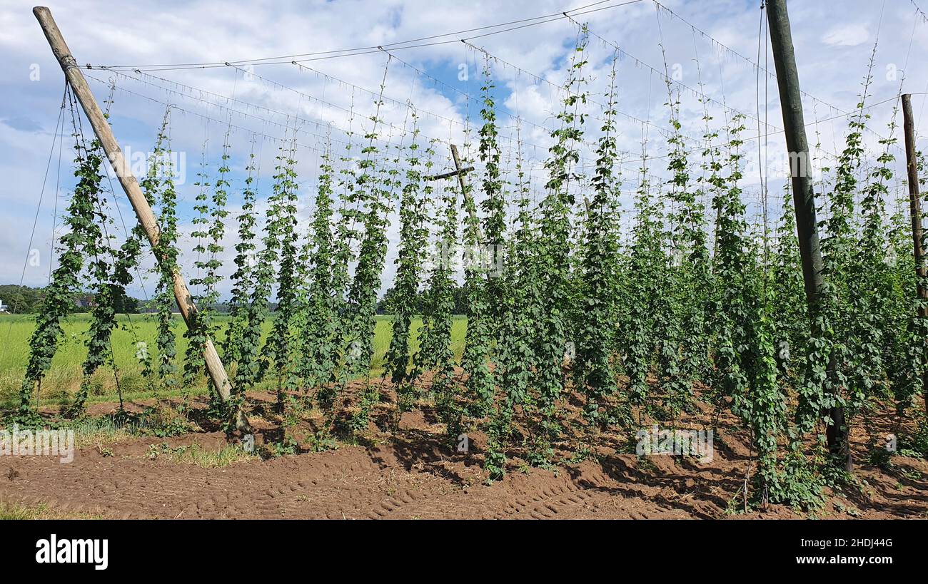 Common hop plant hi-res stock photography and images - Alamy
