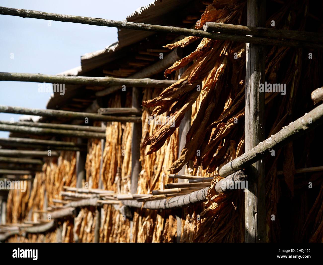 drying, tobacco, tobacco leaves, dry, dryings, tobaccos Stock Photo - Alamy