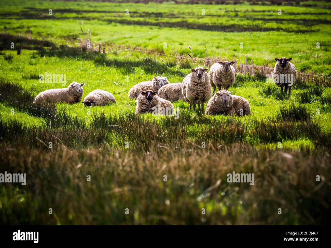 sheep herd, sheep herds Stock Photo - Alamy