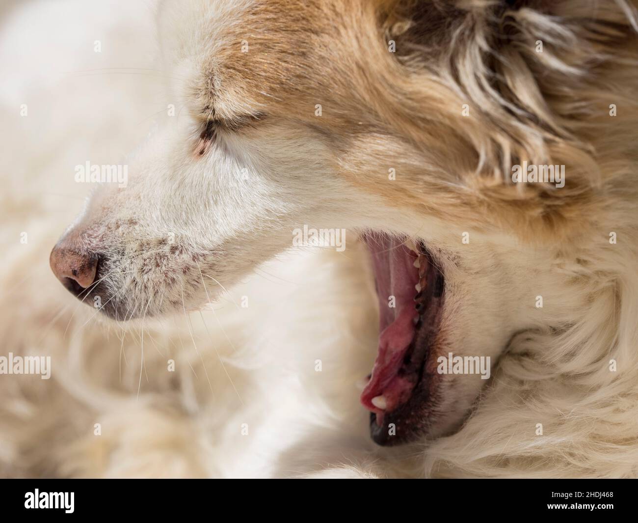Tired dogs hi-res stock photography and images - Alamy