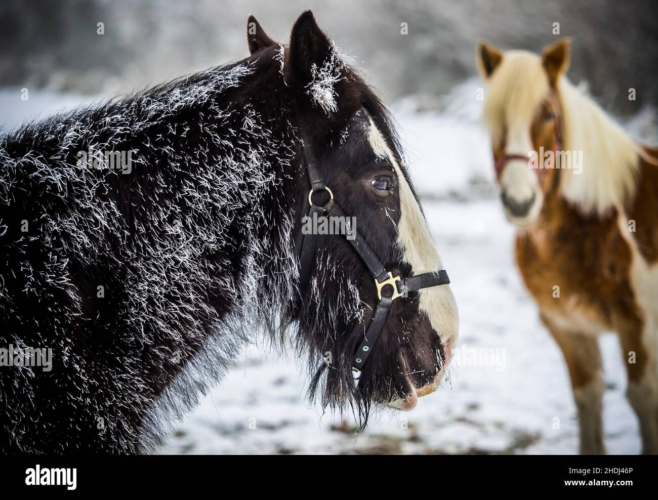 Two horseheads hi-res stock photography and images - Alamy
