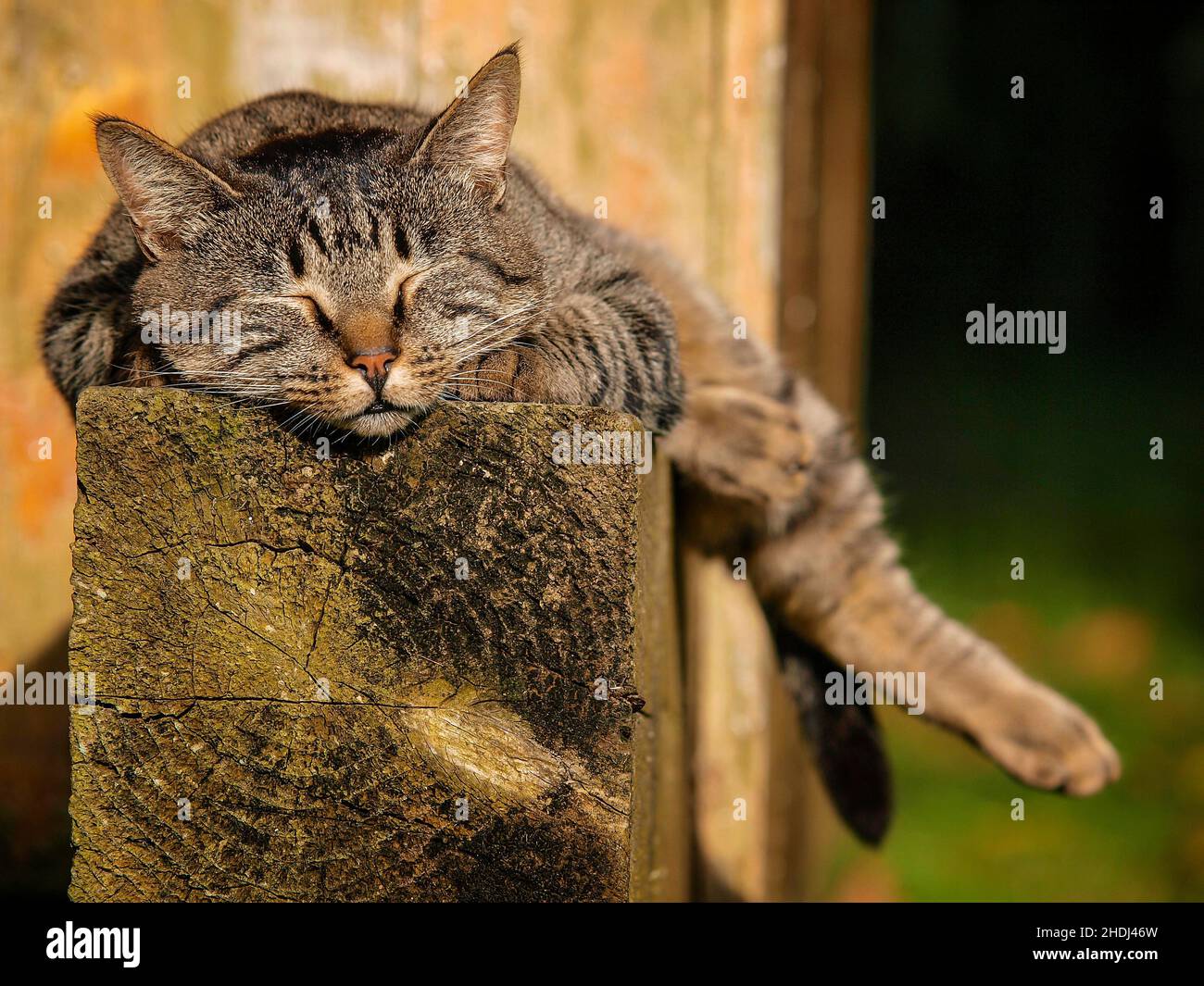 tired, cat, sleeping, tireds, cats, sleep, to be asleep, to sleep Stock ...