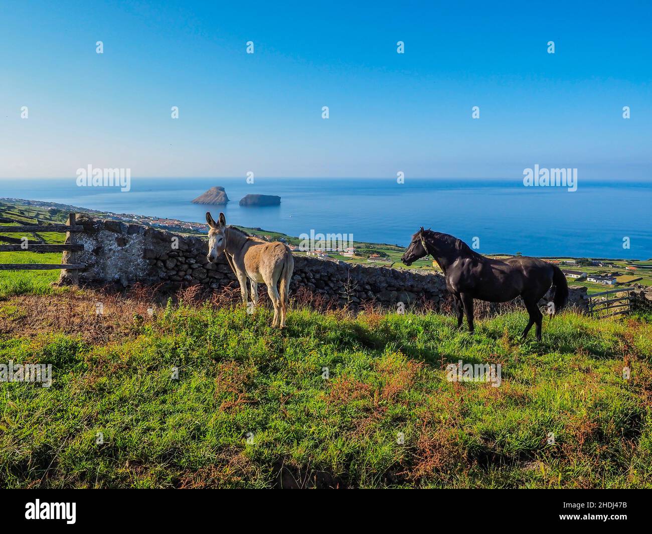 Cool donkey hi-res stock photography and images - Alamy