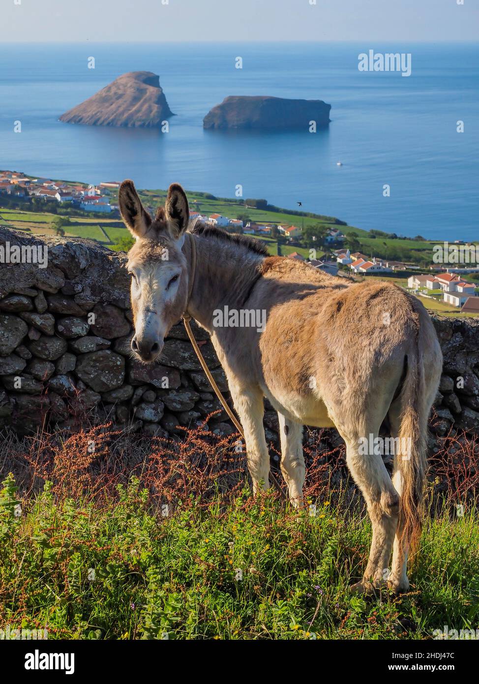 Donkey look hi-res stock photography and images - Alamy