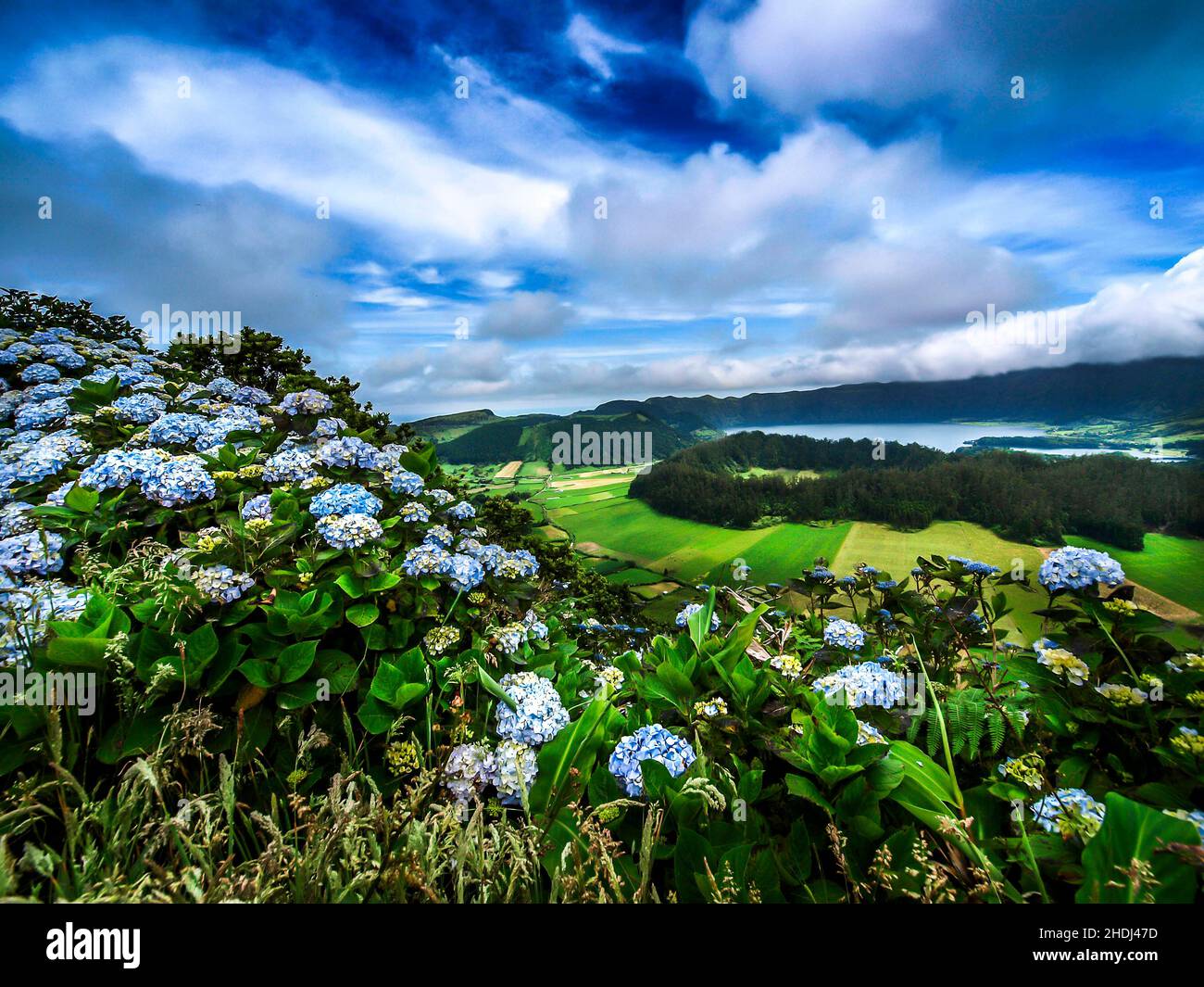 sao miguel, hydrangeas, sete cidades, sao miguels, hydrangea Stock ...