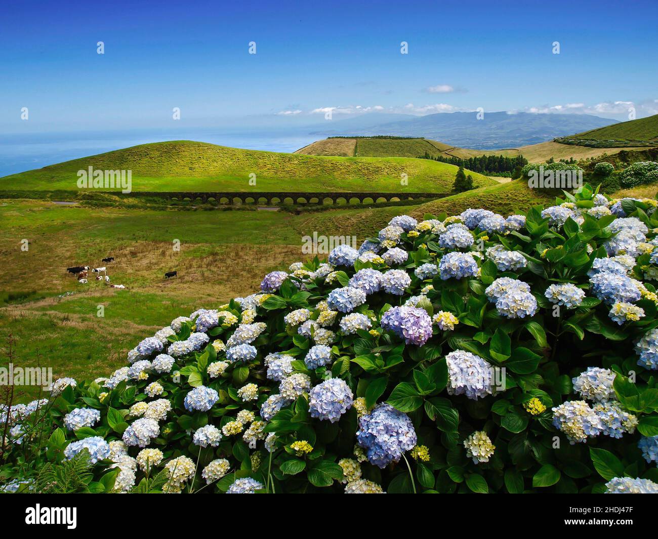 sao miguel, azores, hydrangeas, hilly, sao miguels, hydrangea, hillies ...