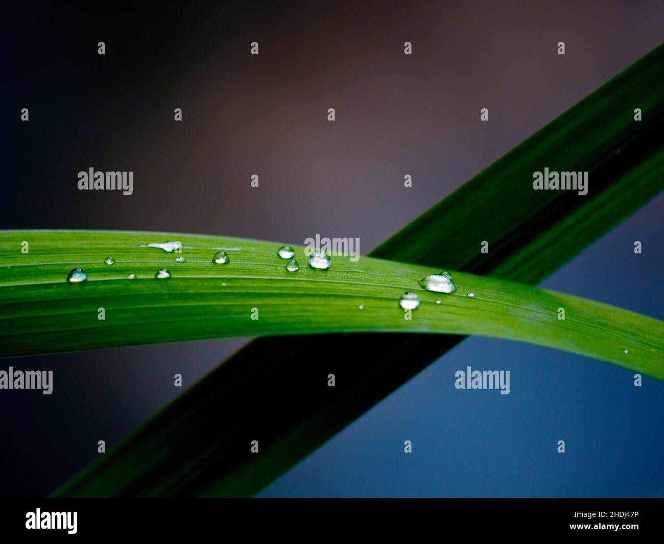 Leaf of reed with rain drops hi-res stock photography and images - Alamy