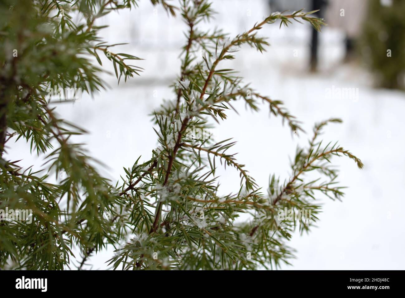 Thuja tuya coniferous tree green hi-res stock photography and images ...