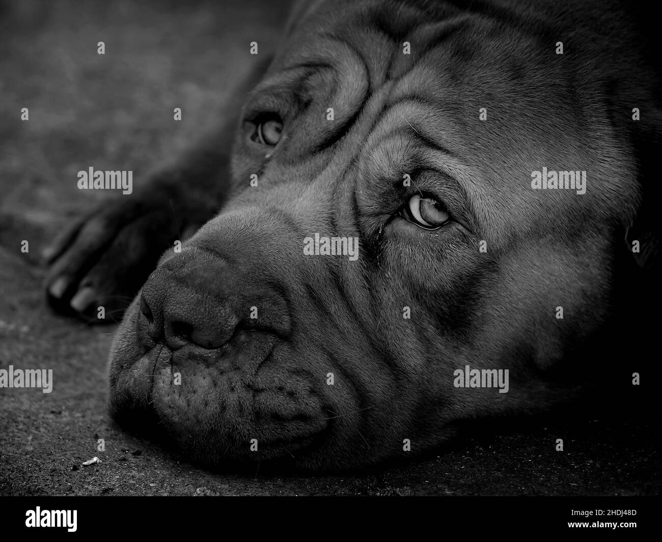 animal portrait, great dane, animal portraits, dane, danes, danish ...