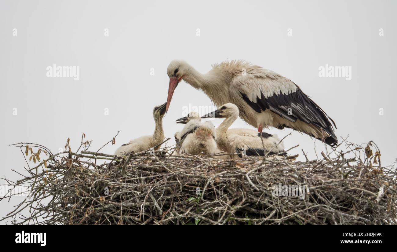 animal family, white stork, animal families, white storks Stock Photo ...