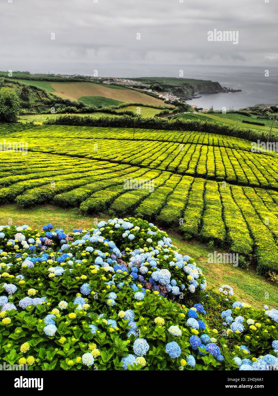 tea plantation, tea crop, tea plantations Stock Photo - Alamy