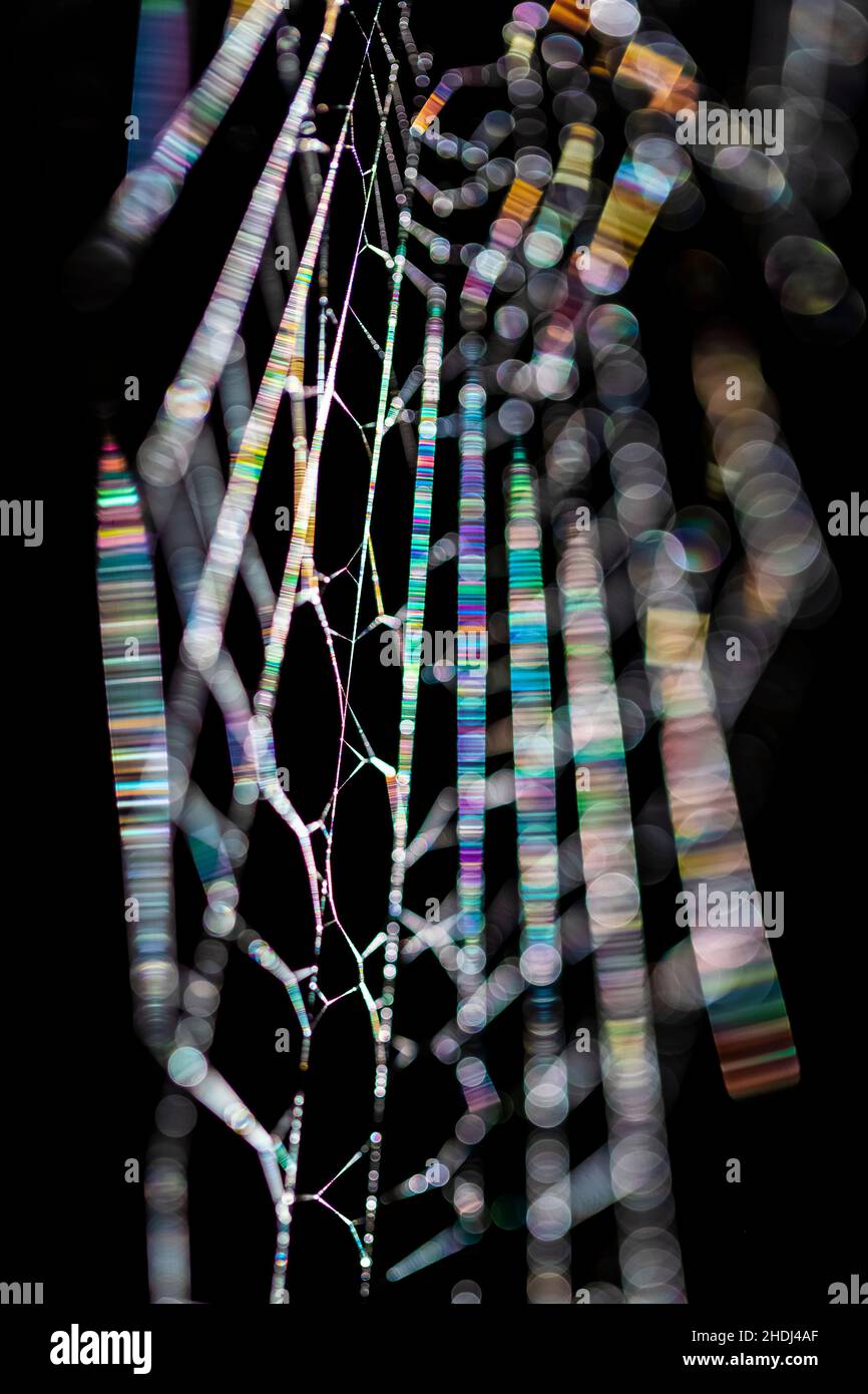 Prismatic diffraction on an orb weaving spider web on a Redwood tree in ...