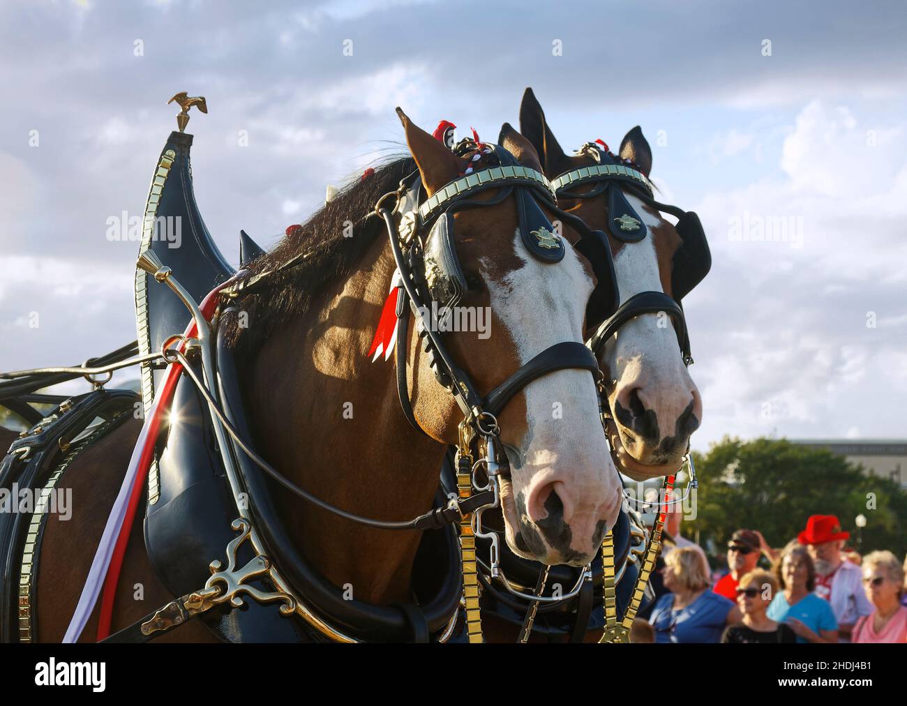 2 Clydesdales, close-up, ornate decorative tack, blinders, large ...