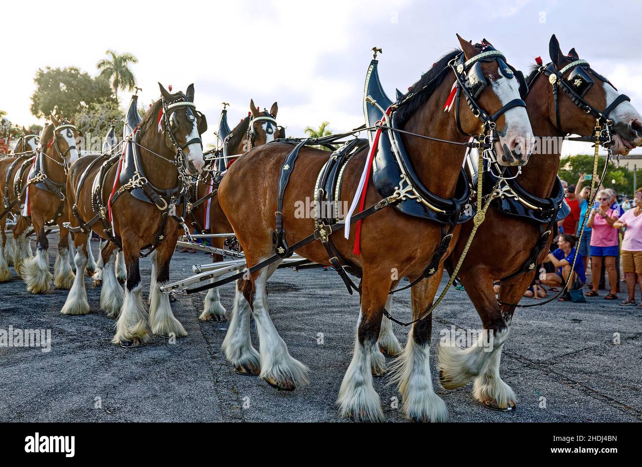 Clydesdale team hooked up, ornate decorative tack, blinders, large ...