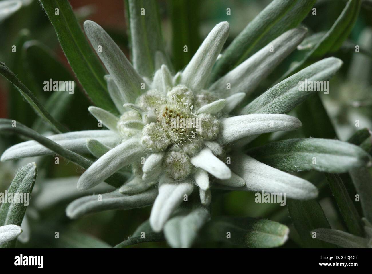 Edelweiss family hi-res stock photography and images - Alamy
