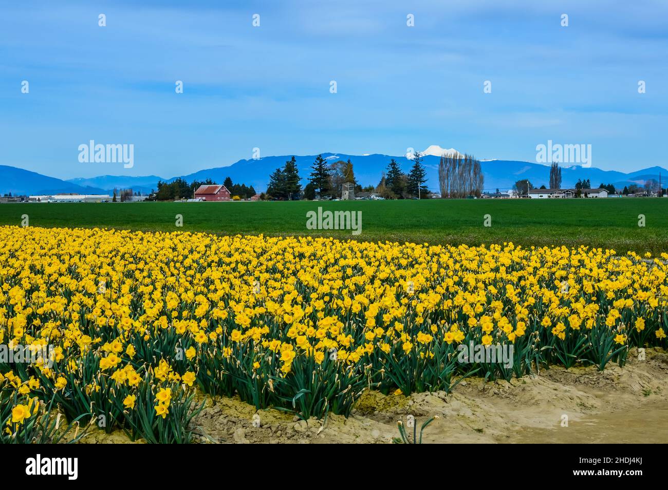 Yellow daffodils field in Washington State Stock Photo - Alamy