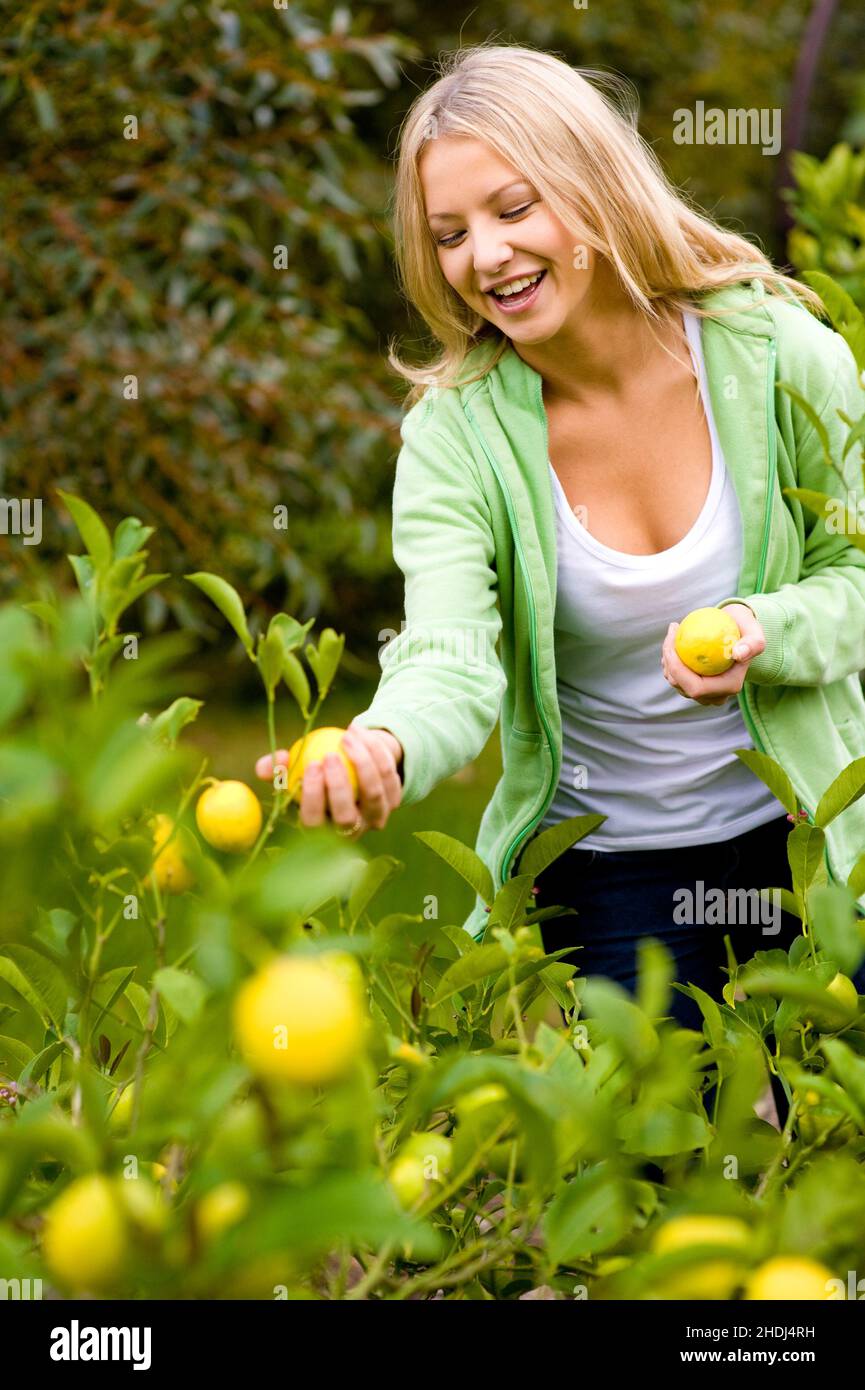 pick, domestic farming, lemon, lemons Stock Photo - Alamy