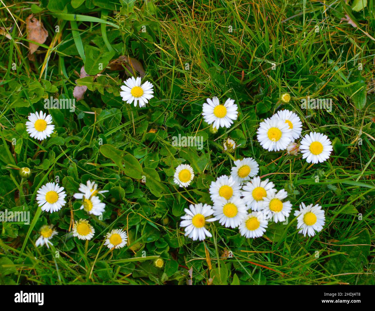 White blooming flowers in the garden Stock Photo - Alamy