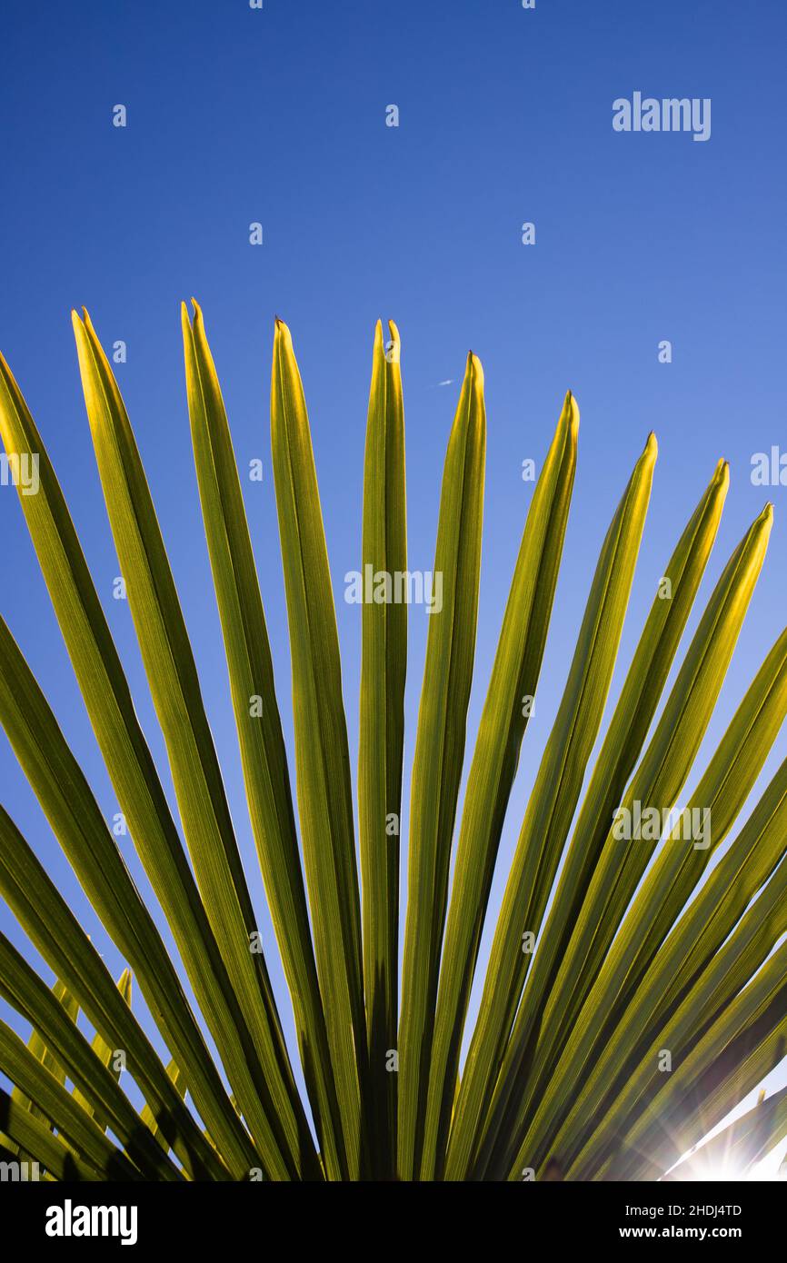 palm leaves background tropical plants Stock Photo - Alamy
