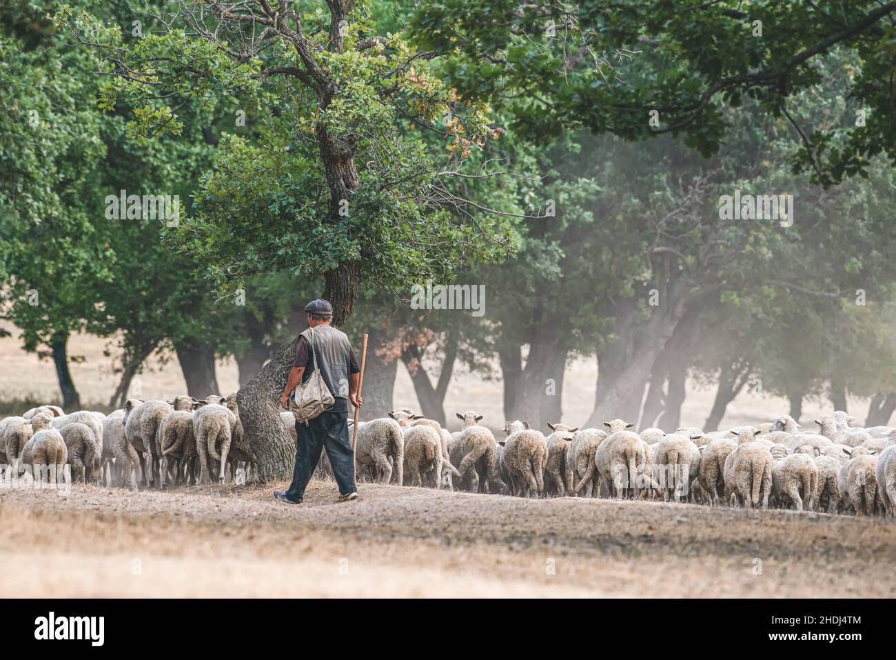 Shepherd with his sheep Stock Photo - Alamy