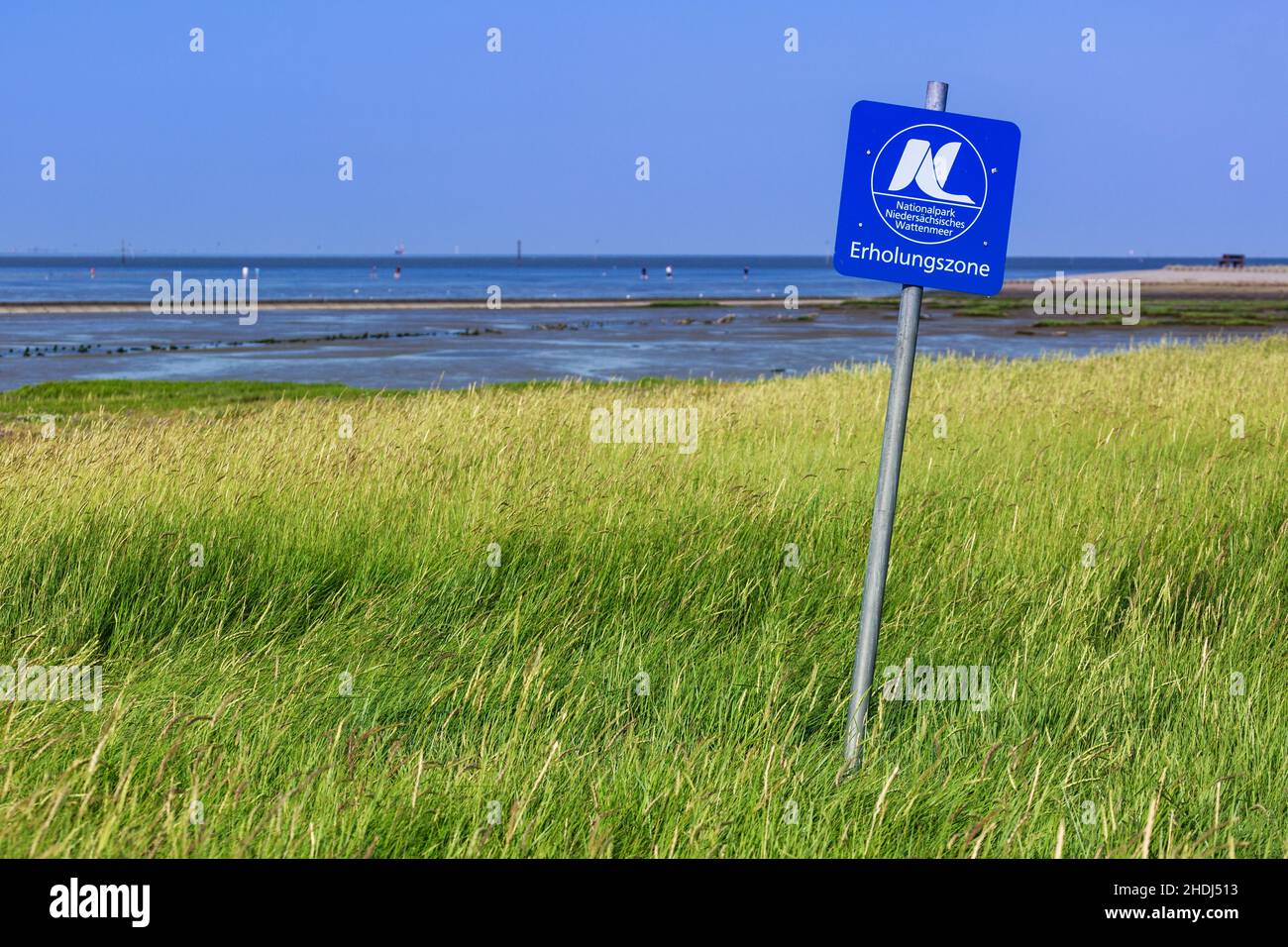 salt meadow, dornumersiel, salt meadows Stock Photo - Alamy