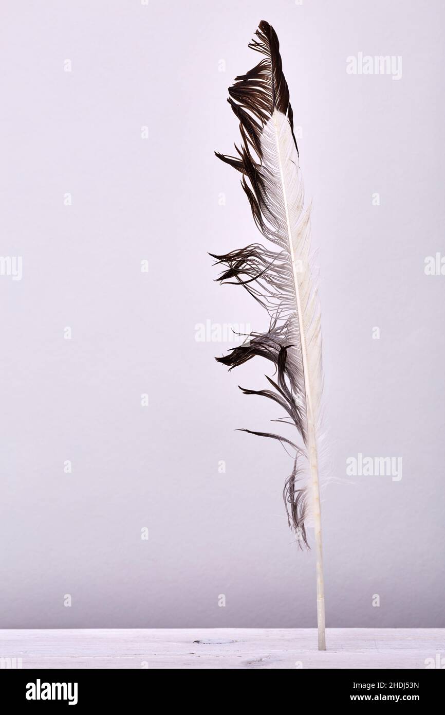 Feathers springs hi-res stock photography and images - Alamy