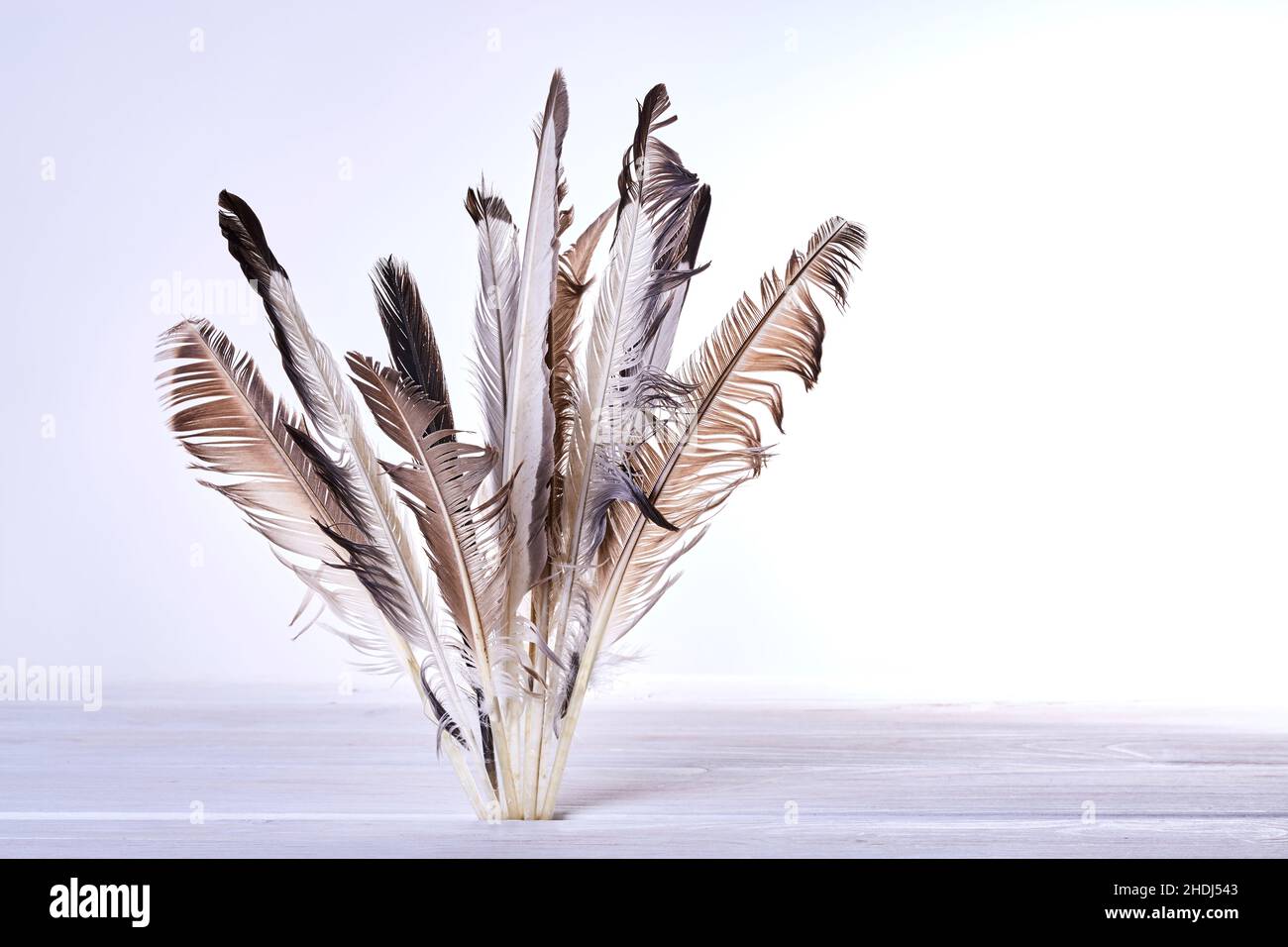 Neutral feathers hi-res stock photography and images - Alamy