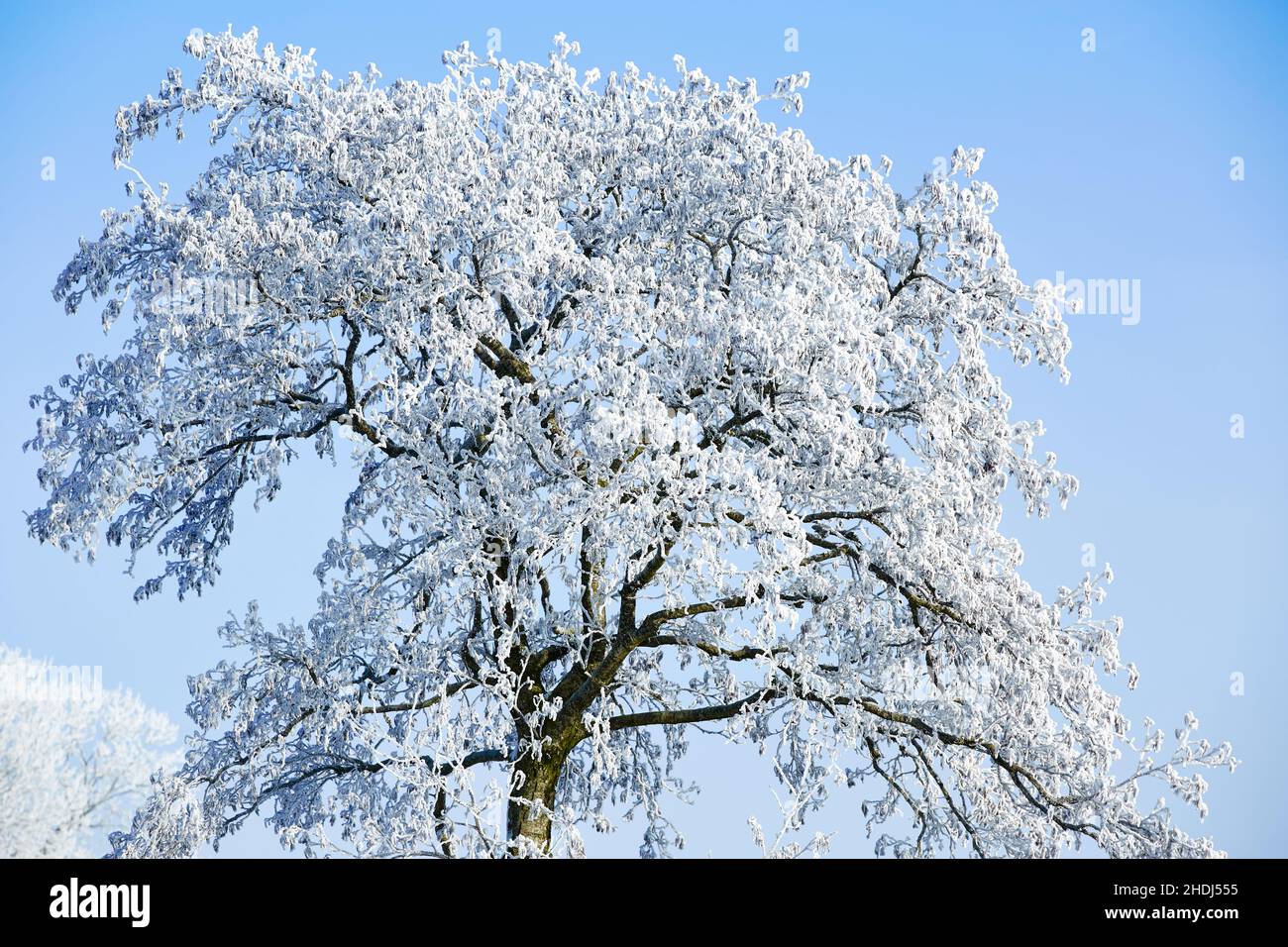 trees, rime, tree, rimes Stock Photo - Alamy