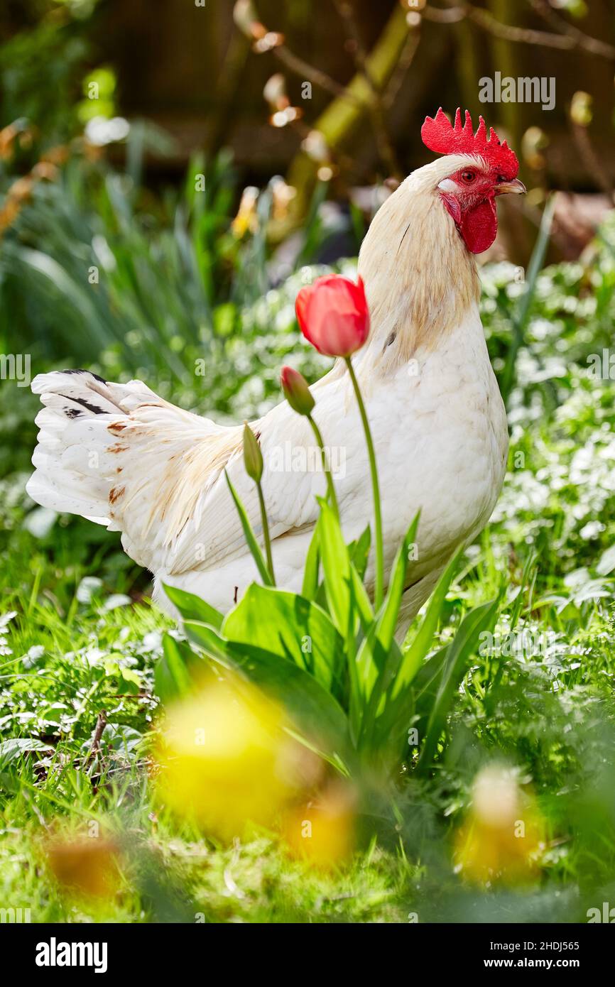 Rooster days hi-res stock photography and images - Alamy