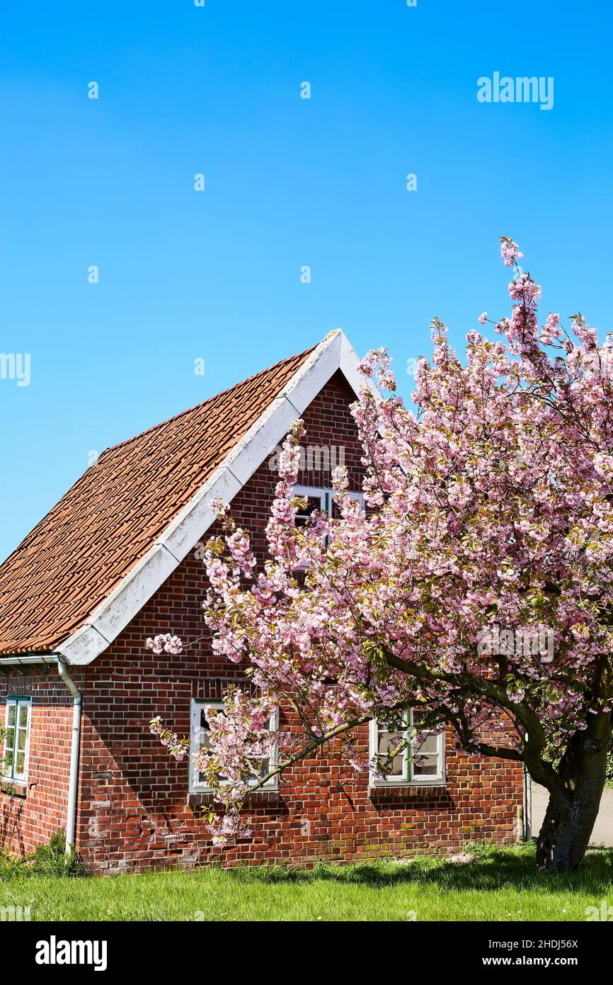 cherry tree, fruit tree, old country, brick house, cherry trees, fruit ...
