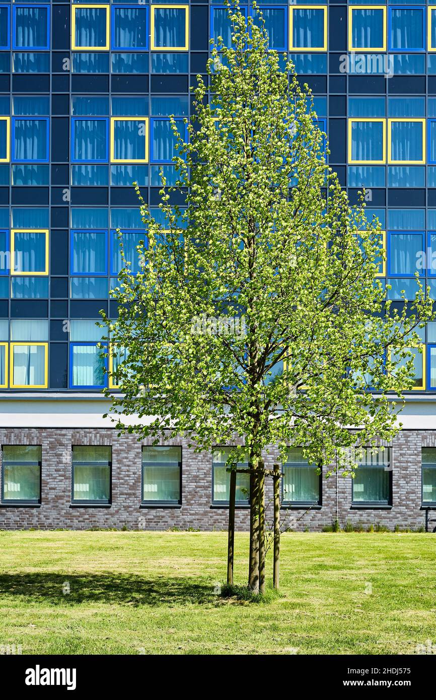 architecture, tree, office building, architectures, trees, office buildings, service building ...