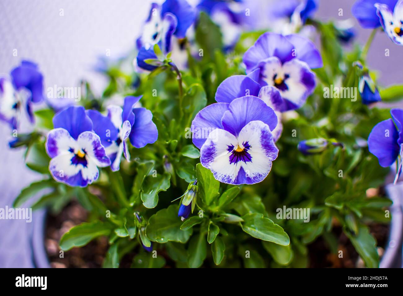 Violets in pot hi-res stock photography and images - Alamy