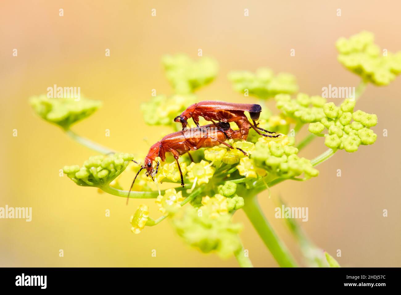 mating, soldier beetle, red beetle, soldier beetles Stock Photo - Alamy