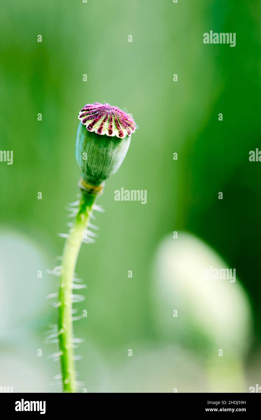 Sowing poppy seeds hi-res stock photography and images - Alamy