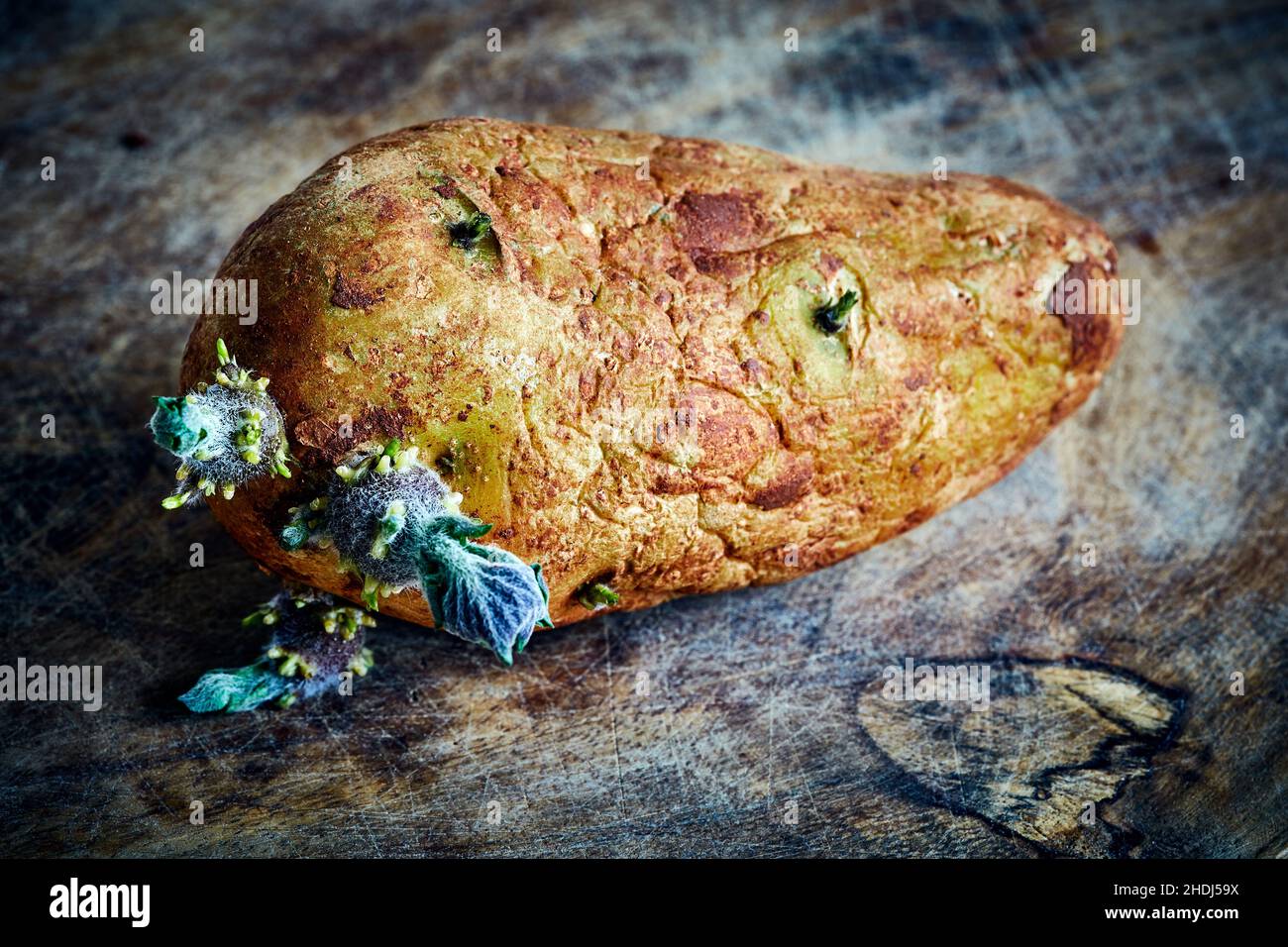 old, potato, wrinkled, older, raw potatos, wrinkleds Stock Photo - Alamy