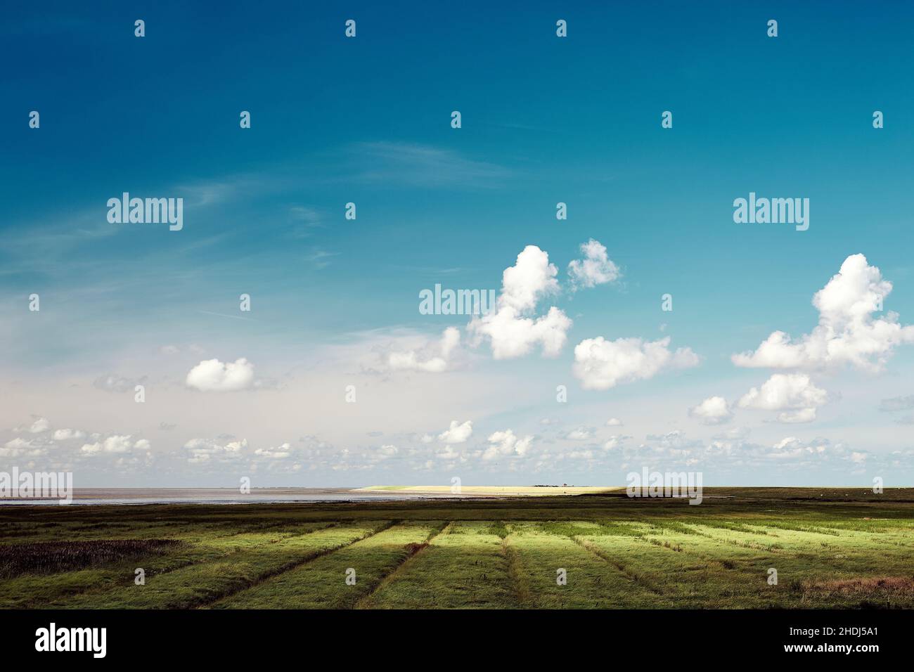 friesland, salt meadow, frieslands, salt meadows Stock Photo - Alamy