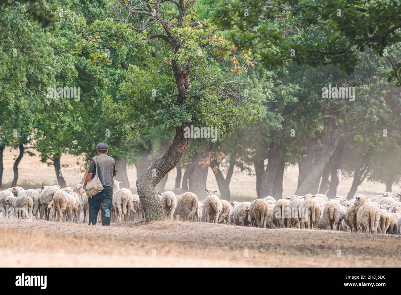 Shepherd with his sheep Stock Photo - Alamy
