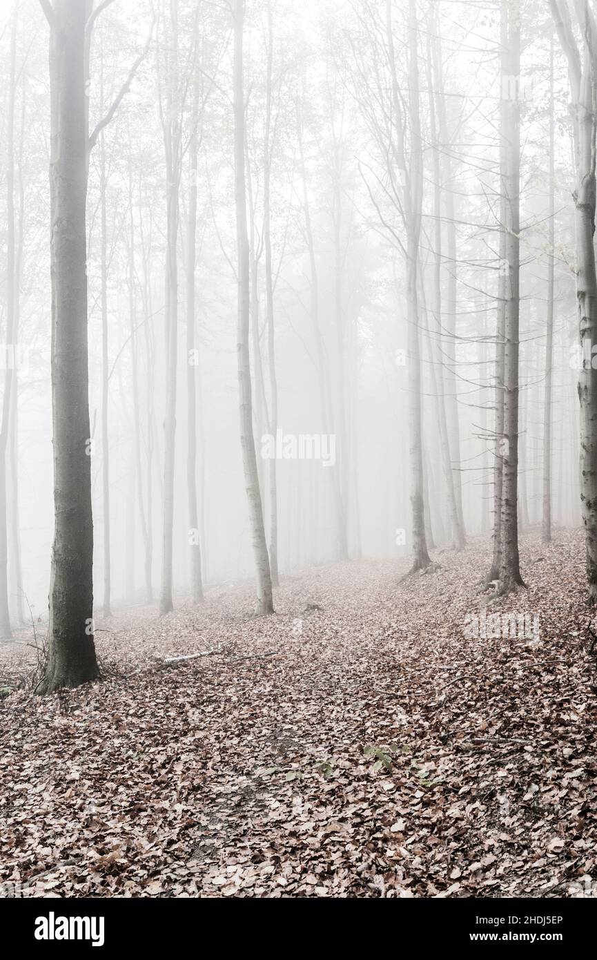 beech tree, cloud forest, beech trees, cloud forests Stock Photo - Alamy