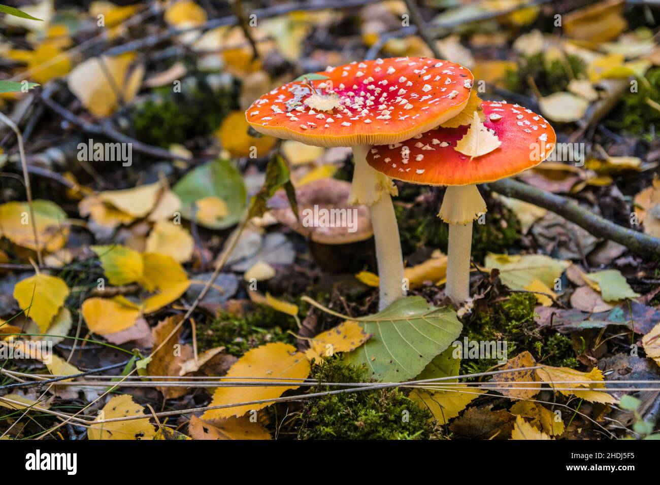fly agaric, toadstool, fly agarics, toadstools Stock Photo - Alamy