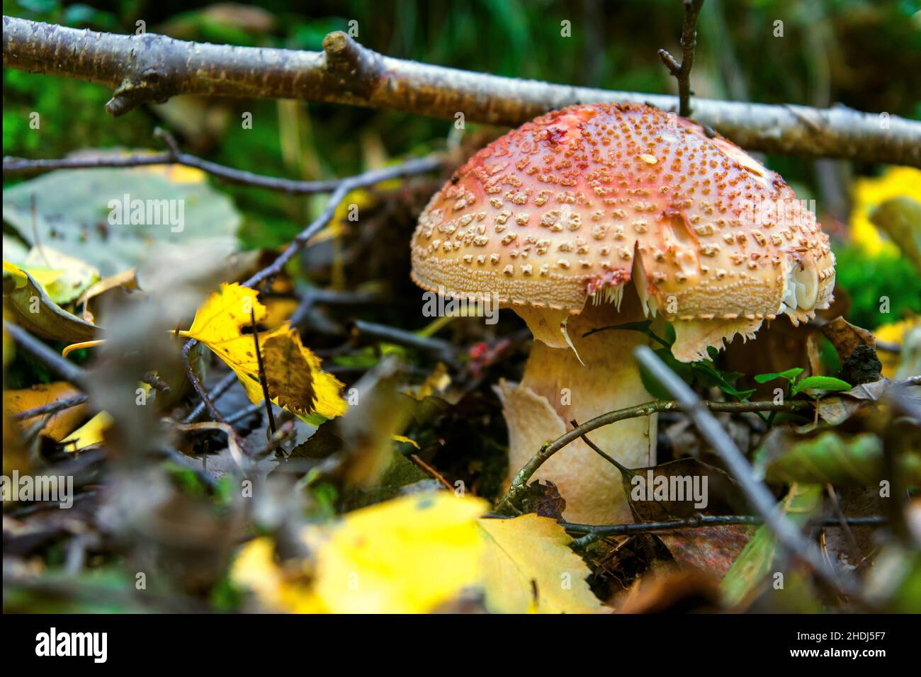fungus, funguses, mushroom, mushrooms Stock Photo - Alamy