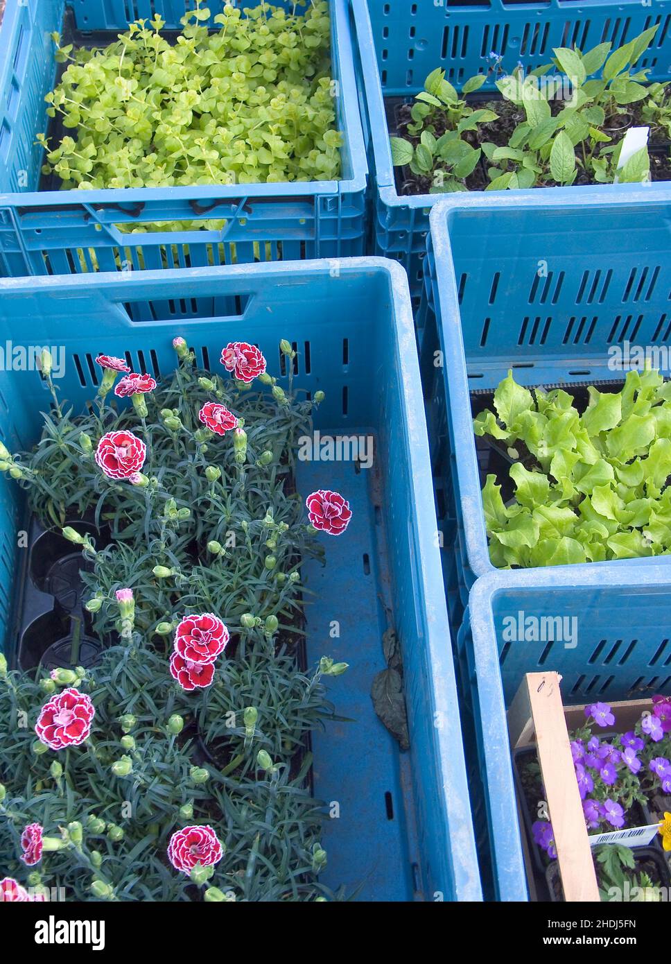 weekly market, garden center, markets, garden centers Stock Photo - Alamy