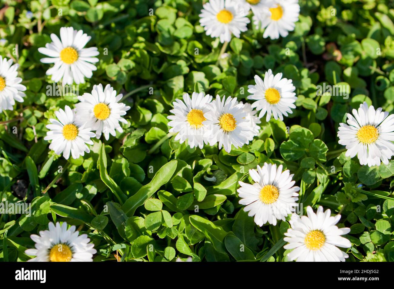 flower meadow, daisy, flower meadows, daisies Stock Photo - Alamy