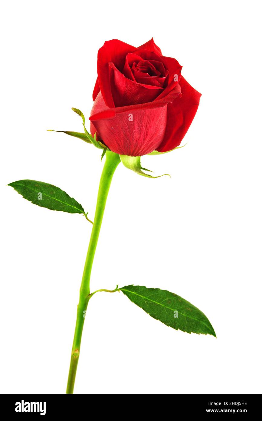 red rose, red roses Stock Photo - Alamy