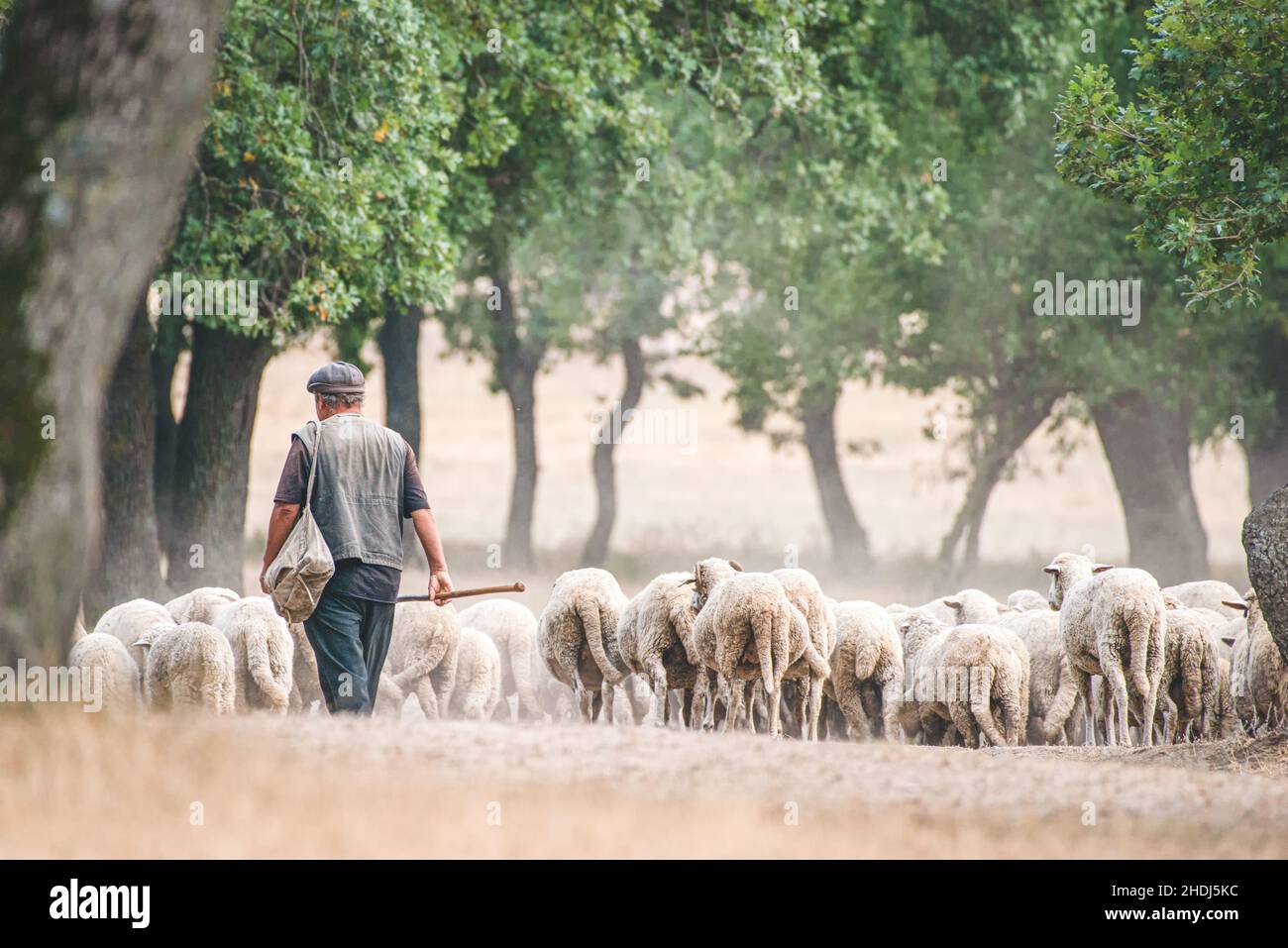 Vintage picture of sheep hi-res stock photography and images - Alamy
