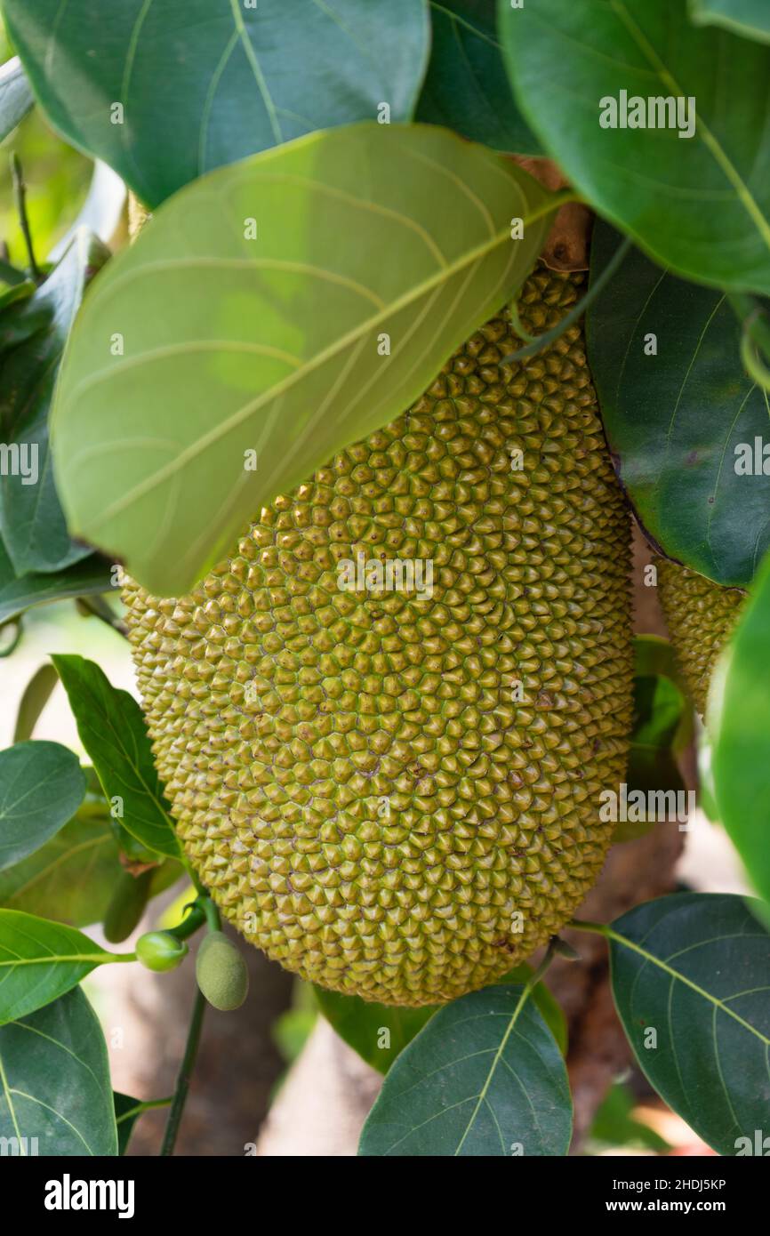 African jackfruit tree hi-res stock photography and images - Alamy
